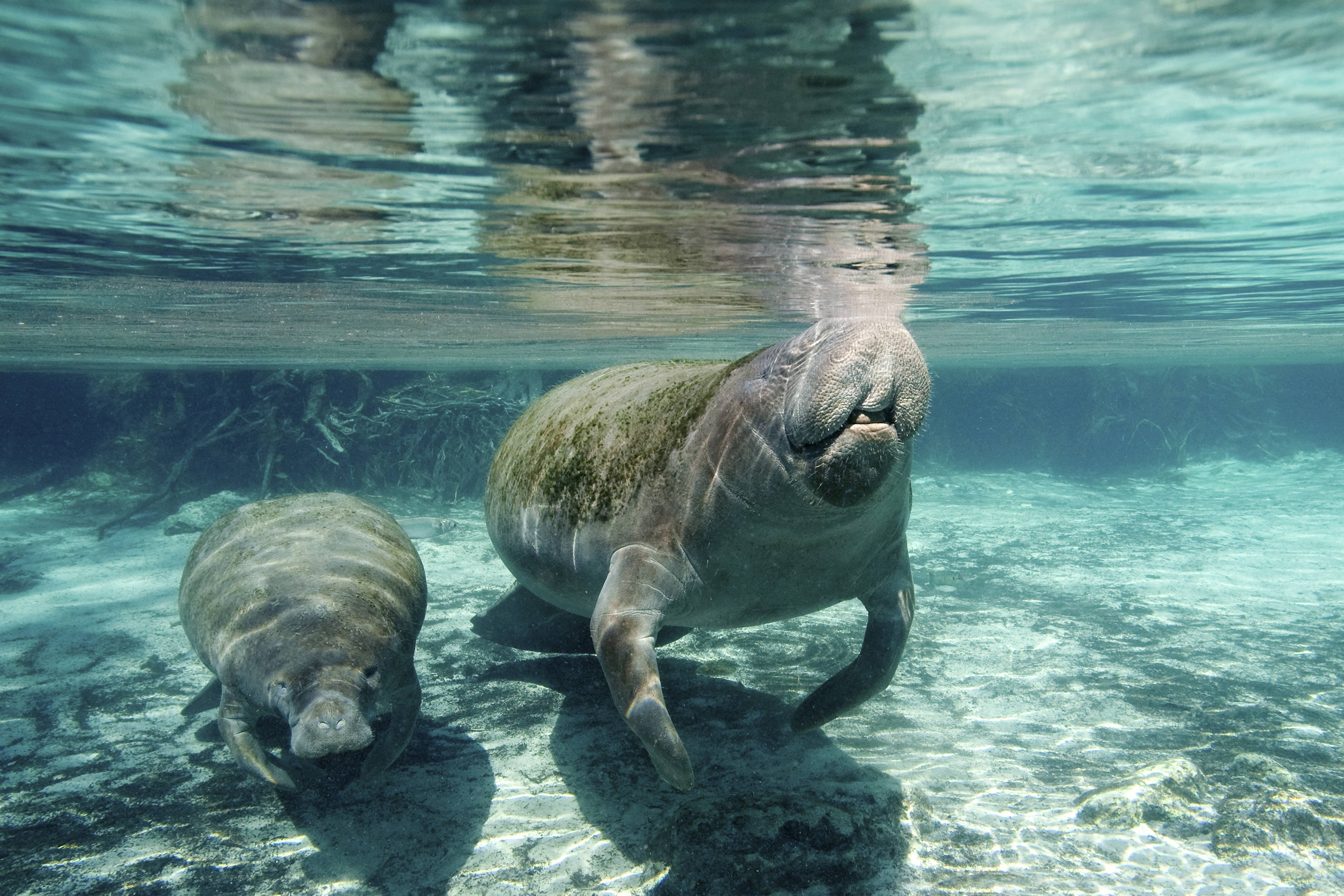 El manatí, símbolo nacional de Costa Rica - El Digital de Asturias