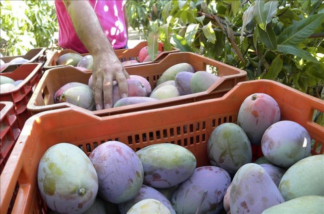 Una cosecha de mango de récord - El Digital de Asturias