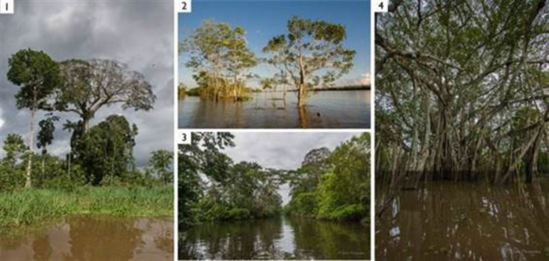 La disminución de bosques inundables amenaza la biodiversidad de peces ...