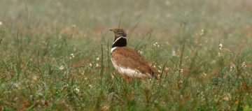 El «sisón» en peligro en Aragón - El Digital de Asturias