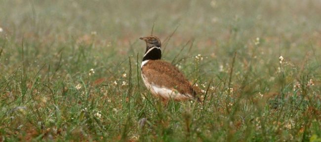 El «sisón» en peligro en Aragón - El Digital de Asturias