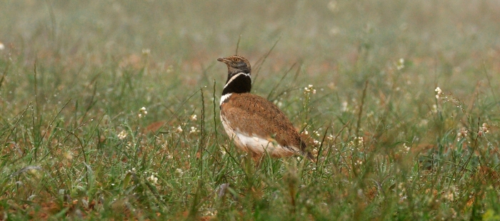El «sisón» en peligro en Aragón - El Digital de Asturias