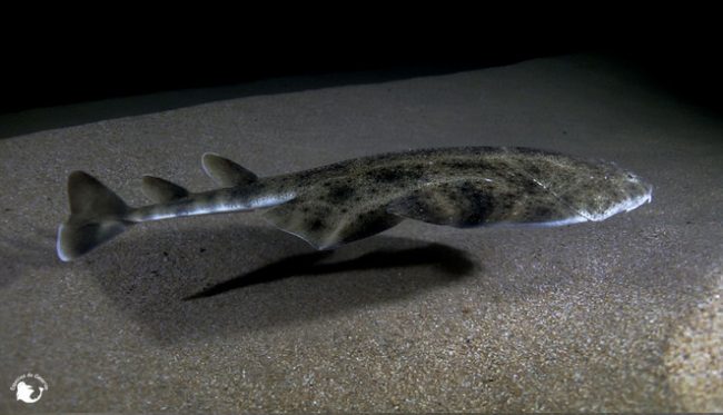 El tiburón ángel, una especie en peligro crítico de extinción - El ...