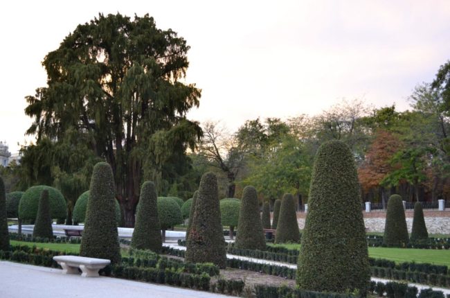 El ahuehuete del Retiro, el abuelo de los árboles de Madrid - El ...