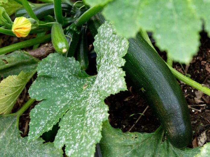 Cenicilla y cia.: Cómo evitar los hongos en las plantas - El Digital de ...